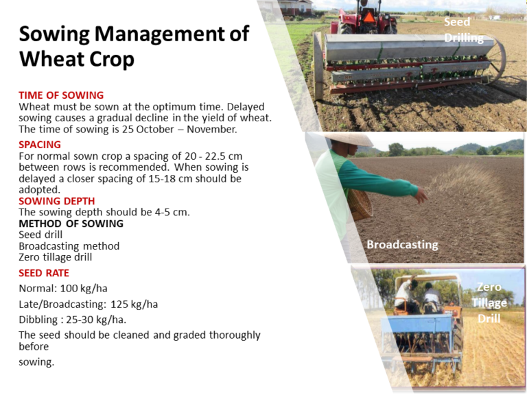 Sowing Management of Wheat Crop
