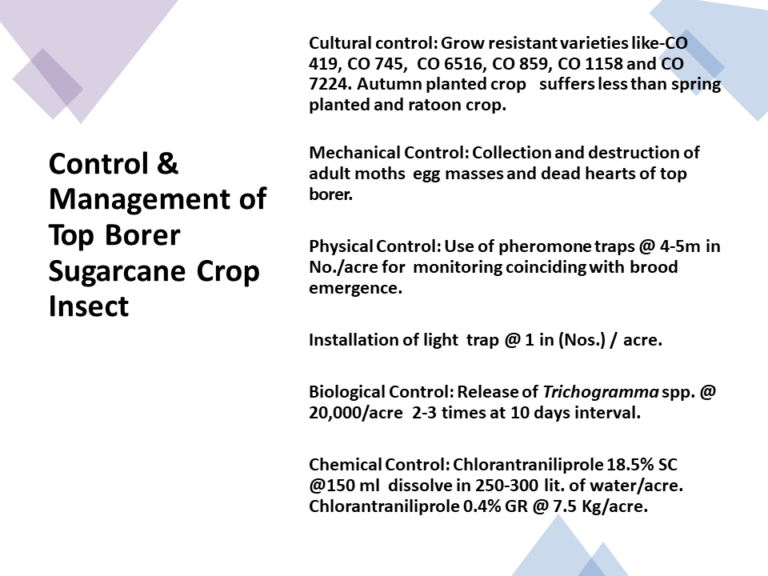 Control & Management of Top Borer Sugarcane Crop Insect