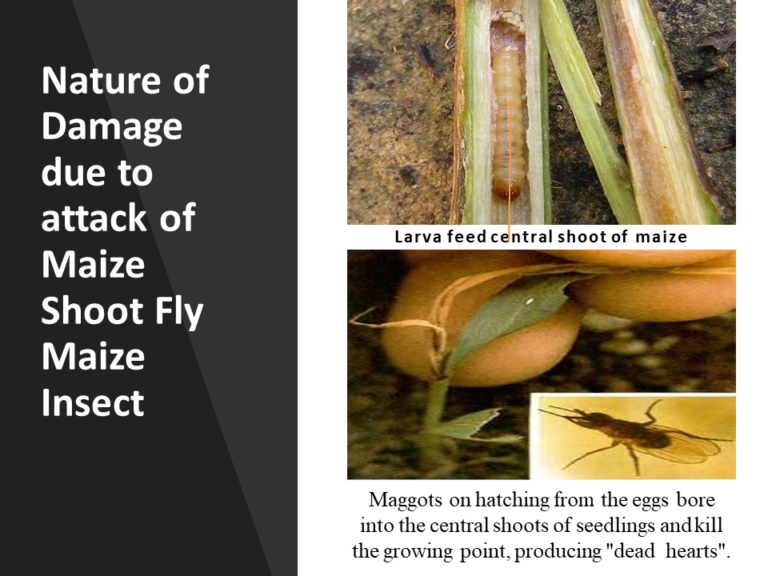 Nature of Damage due to attack of Maize Shoot Fly Maize Insect