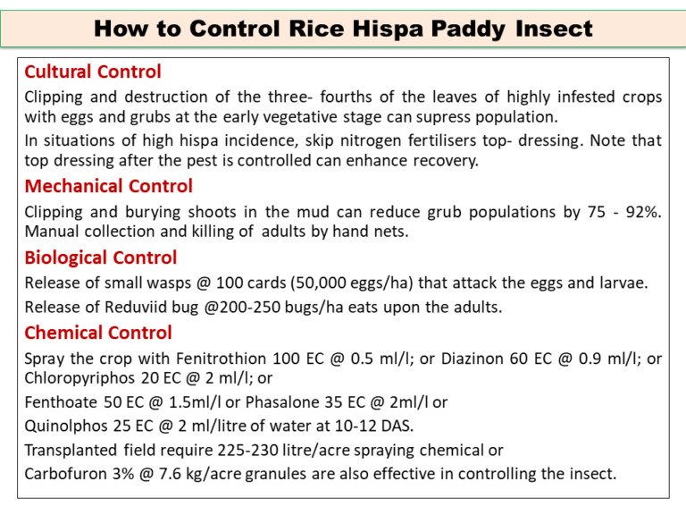Control & Management of Rice Hispa Paddy Insect