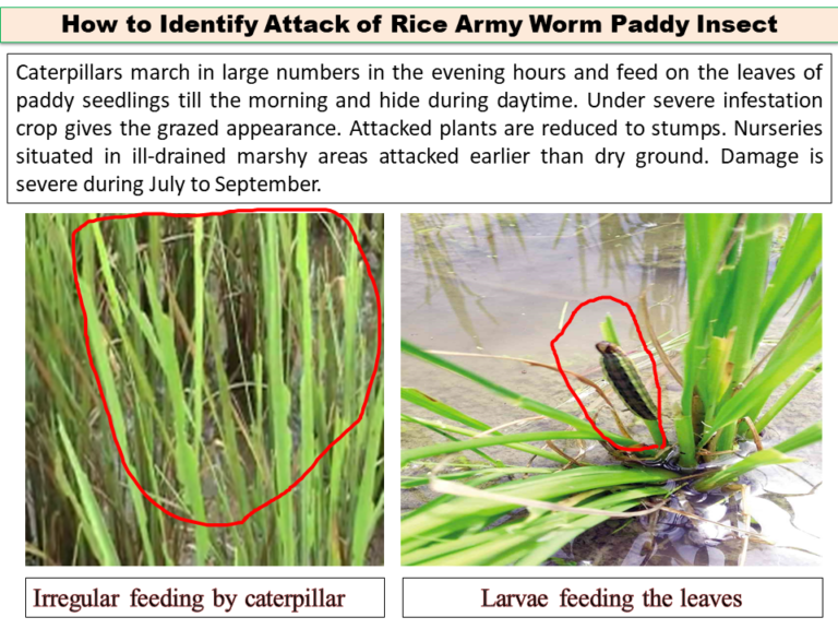 How to Identify Attack of Rice Army Worm Paddy Insect