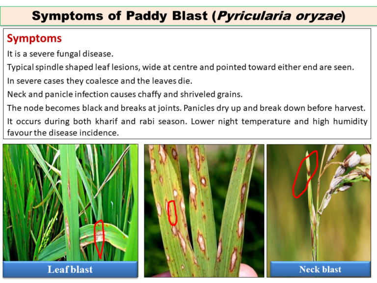 Symptoms of Paddy Blast (Pyricularia oryzae) Disease