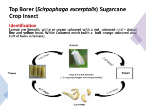 Top Borer (Scirpophaga excerptalis) Sugarcane Crop Insect