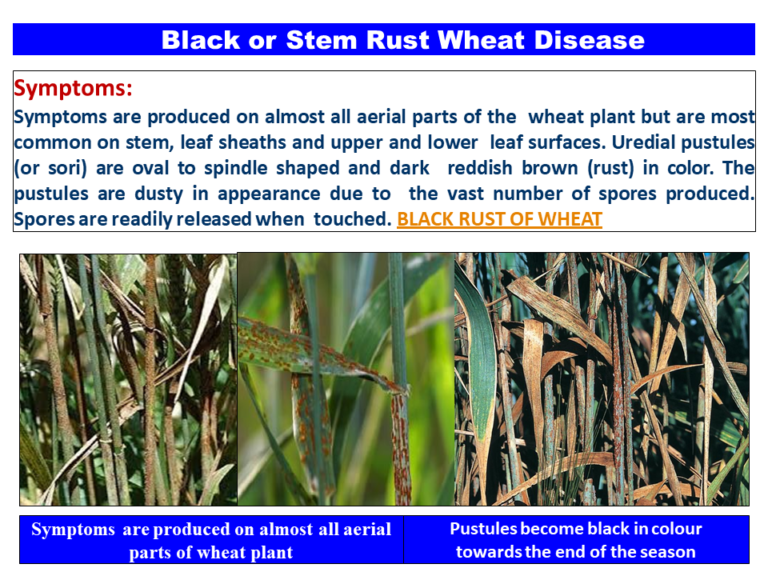 Black or Stem Rust Wheat Disease
