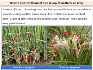 How to Identify Attack of Rice Yellow Stem Borer on Paddy Crop