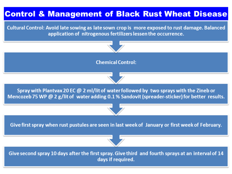 Control & Management of Black Rust Wheat Disease