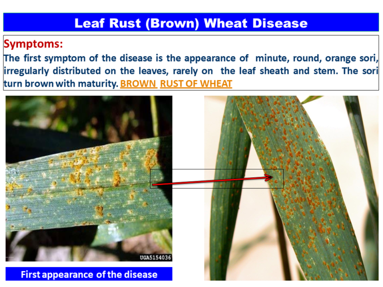 Leaf Rust (Brown) Wheat Disease