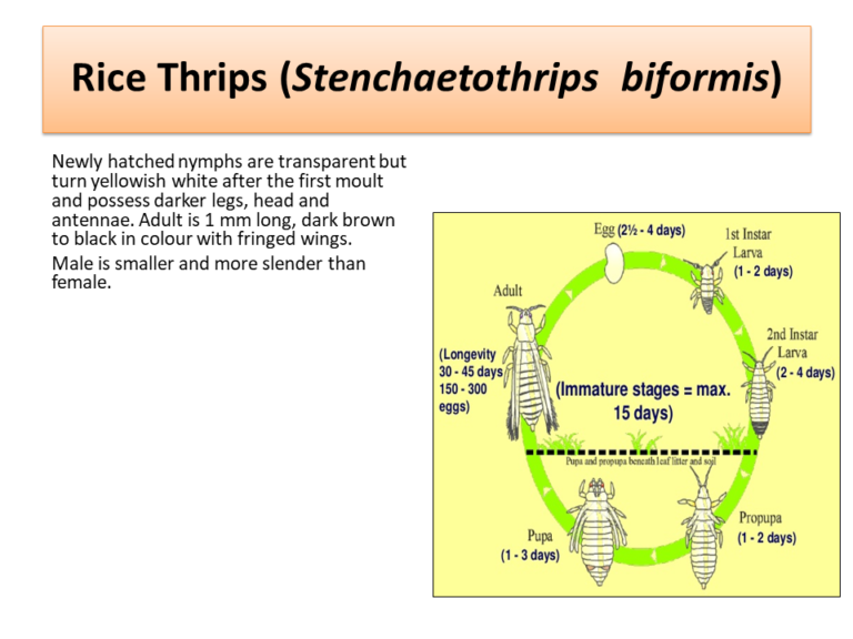 Rice Thrips (Stenchaetothrips biformis) Paddy Insect