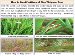 How to Identify Attack of Rice Thrips on Crop Paddy Insect