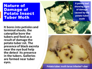 Nature of Damage of Potato Insect Tuber Moth