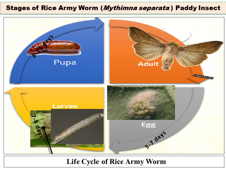 Stages of Rice Army Worm (Mythimna separata ) Paddy Insect