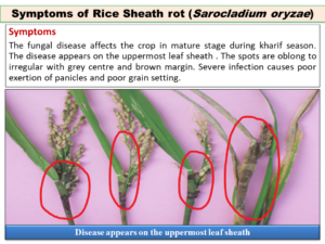 Symptoms of Rice Sheath rot (Sarocladium oryzae) Paddy Disease