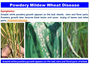 Powdery Mildew Wheat Disease