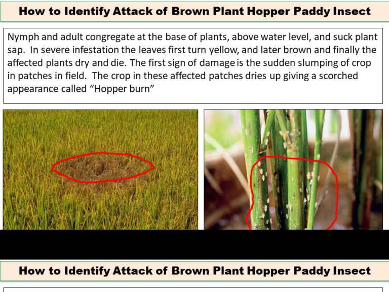How to Identify Attack of Brown Plant Hopper Paddy Insect