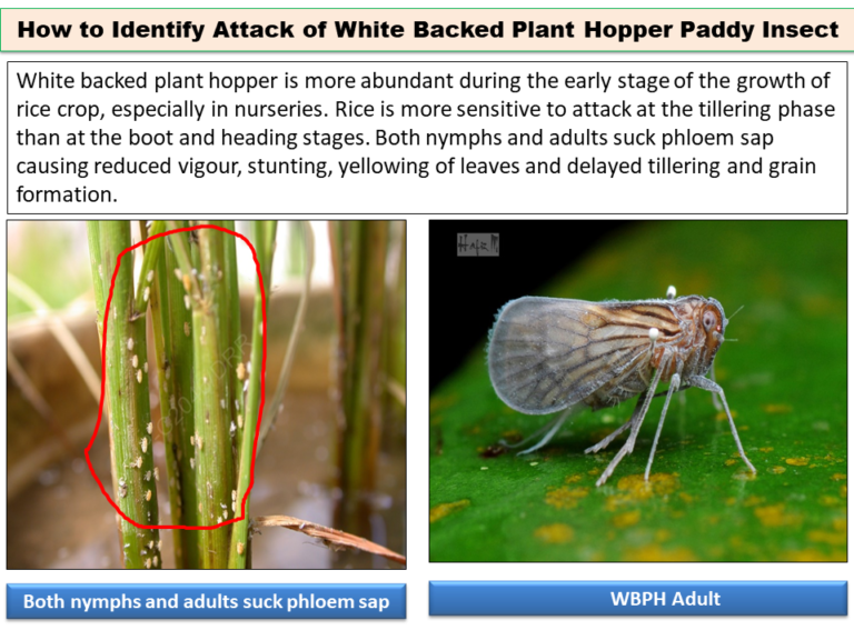 How to Identify Attack of White Backed Plant Hopper Paddy Insect
