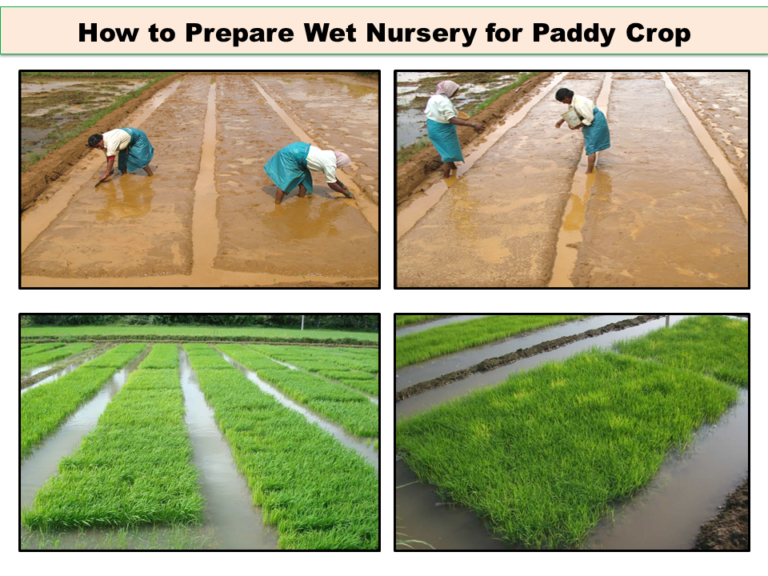 How to Prepare Wet Nursery for Paddy Crop
