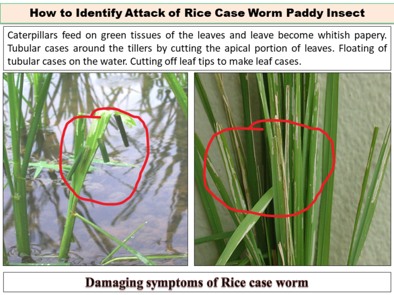 How to Identify Attack of Rice Case Worm Paddy Insect