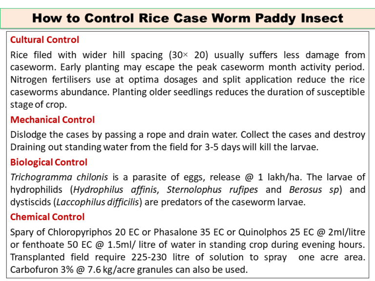 Control & Management of Rice Case Worm Paddy Insect