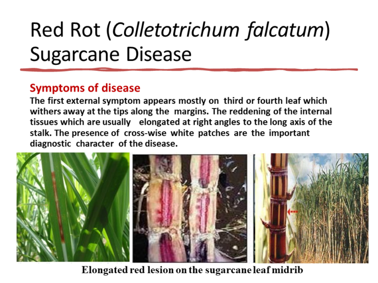 Red Rot (Colletotrichum falcatum) Sugarcane Disease