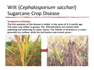 Wilt (Cephalosporium sacchari) Sugarcane Crop Disease