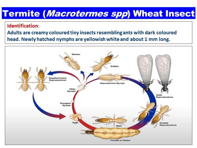 Termite (Macrotermes spp) Wheat Insect