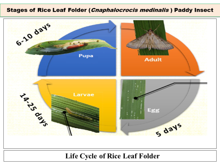 Stages of Rice Leaf Folder (Cnaphalocrocis medinalis ) Paddy Insect