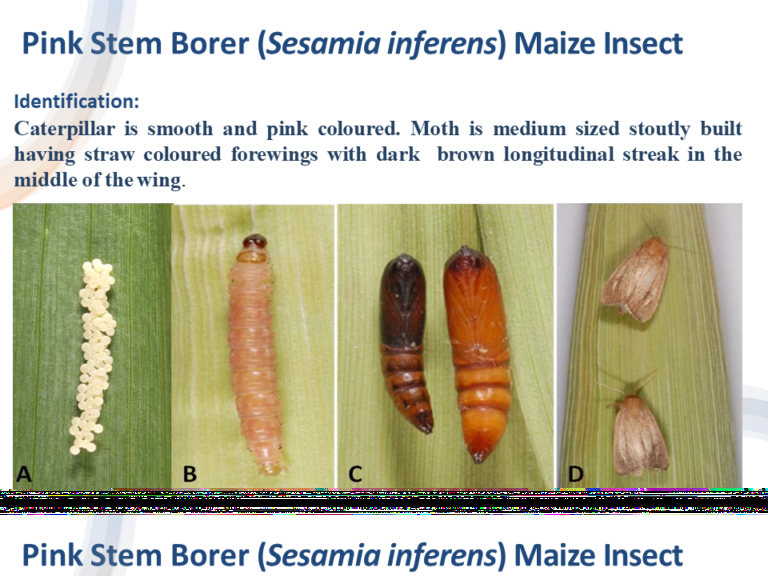 Pink Stem Borer (Sesamia inferens) Maize Insect