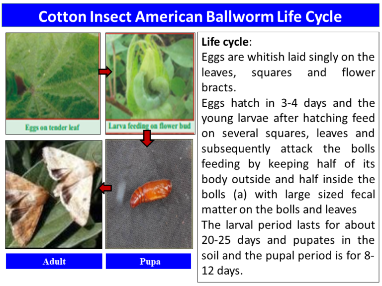 Cotton Insect American Ballworm Life Cycle