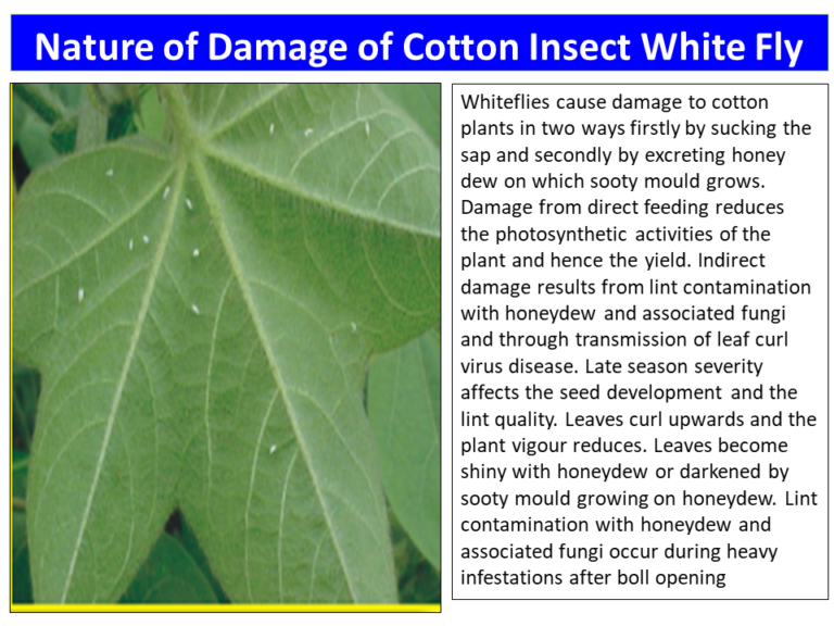 Nature of Damage of Cotton Insect White Fly